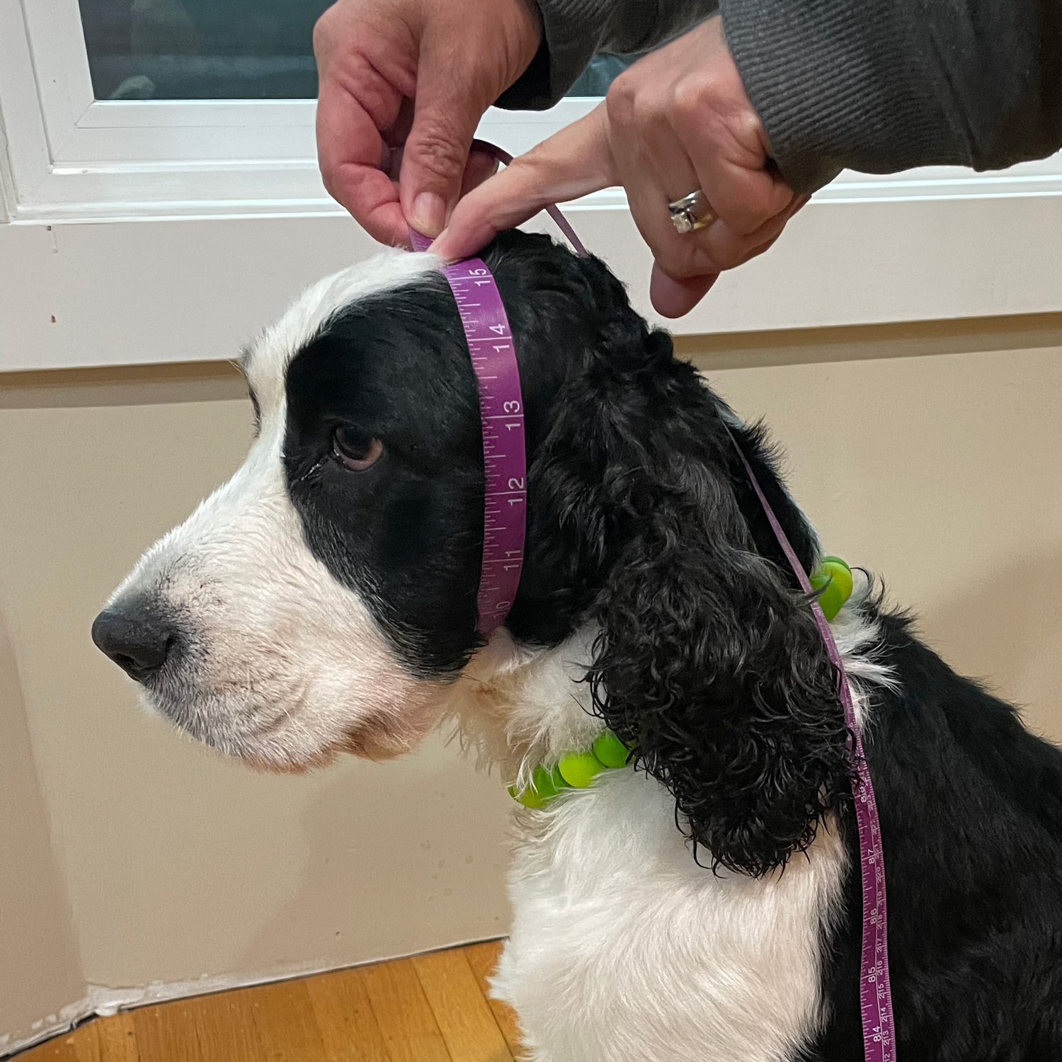 Size Guide – Haute Dogz